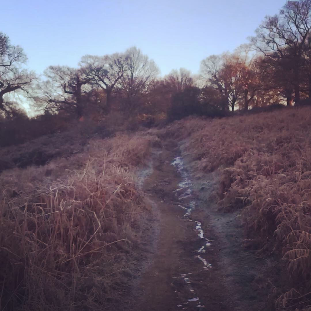 Marathon Training Week 5 & 6 – Running Milestones